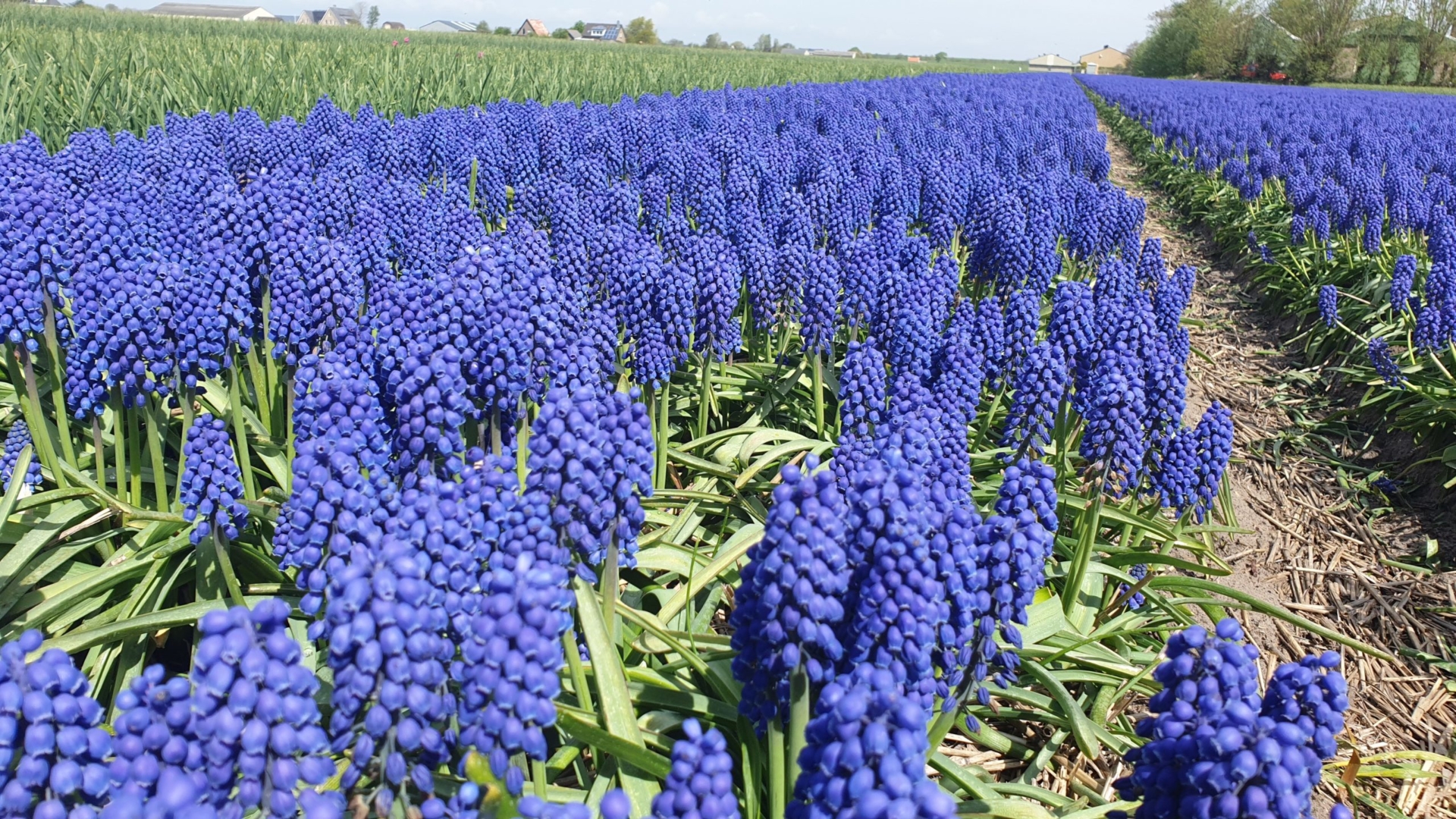 Muscari – World Flower B.V.