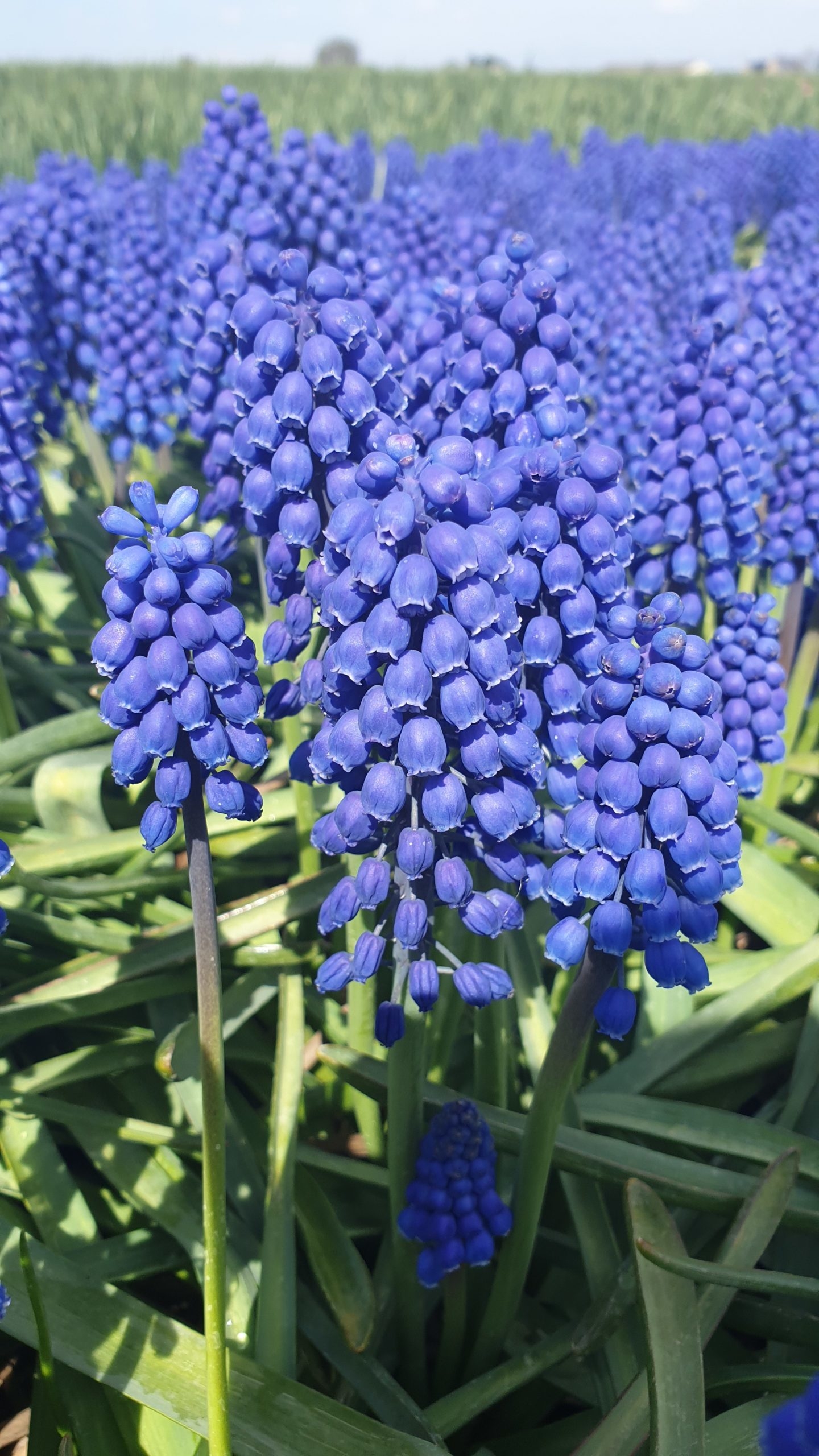 Muscari – World Flower B.V.