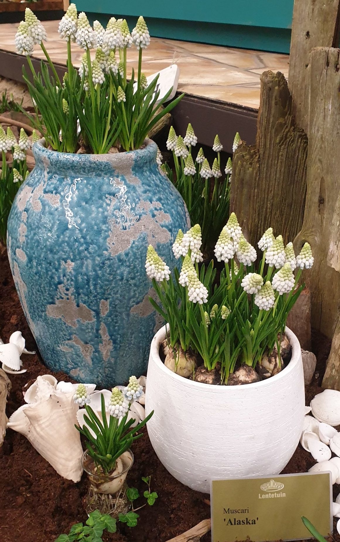 Muscari – World Flower B.V.